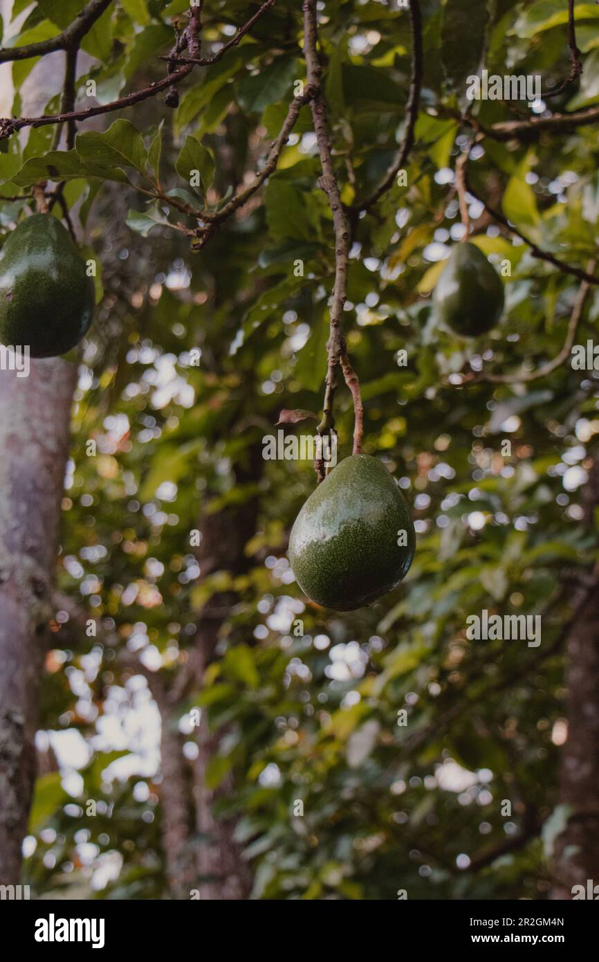 avocado ready to harvest on the avocado tree Stock Photo - Alamy