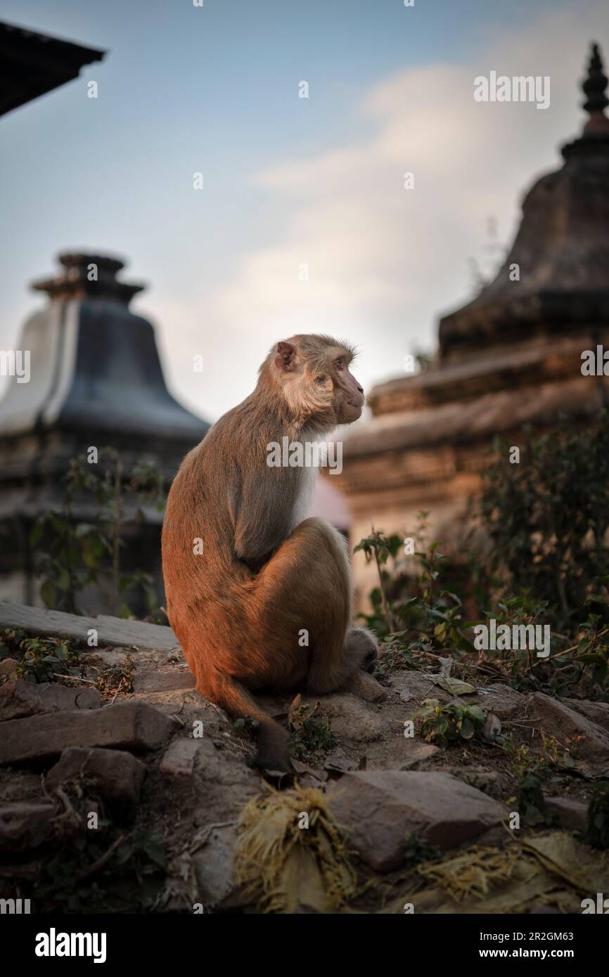 Monkey sitting relaxed at Pashupatinath Temple, Kathmandu, Nepal ...