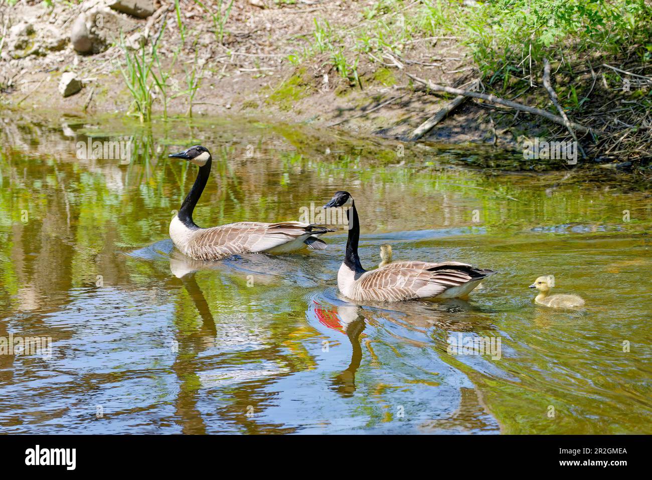 A Pair of Canada geese ( Branta canadensis) with goslings Stock Photo ...