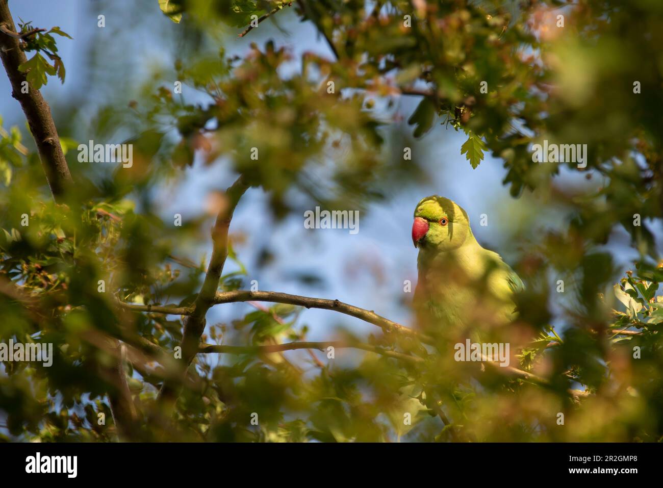 Free-living Ring-necked Parakeet, Lesser Alexander's Parakeet ...