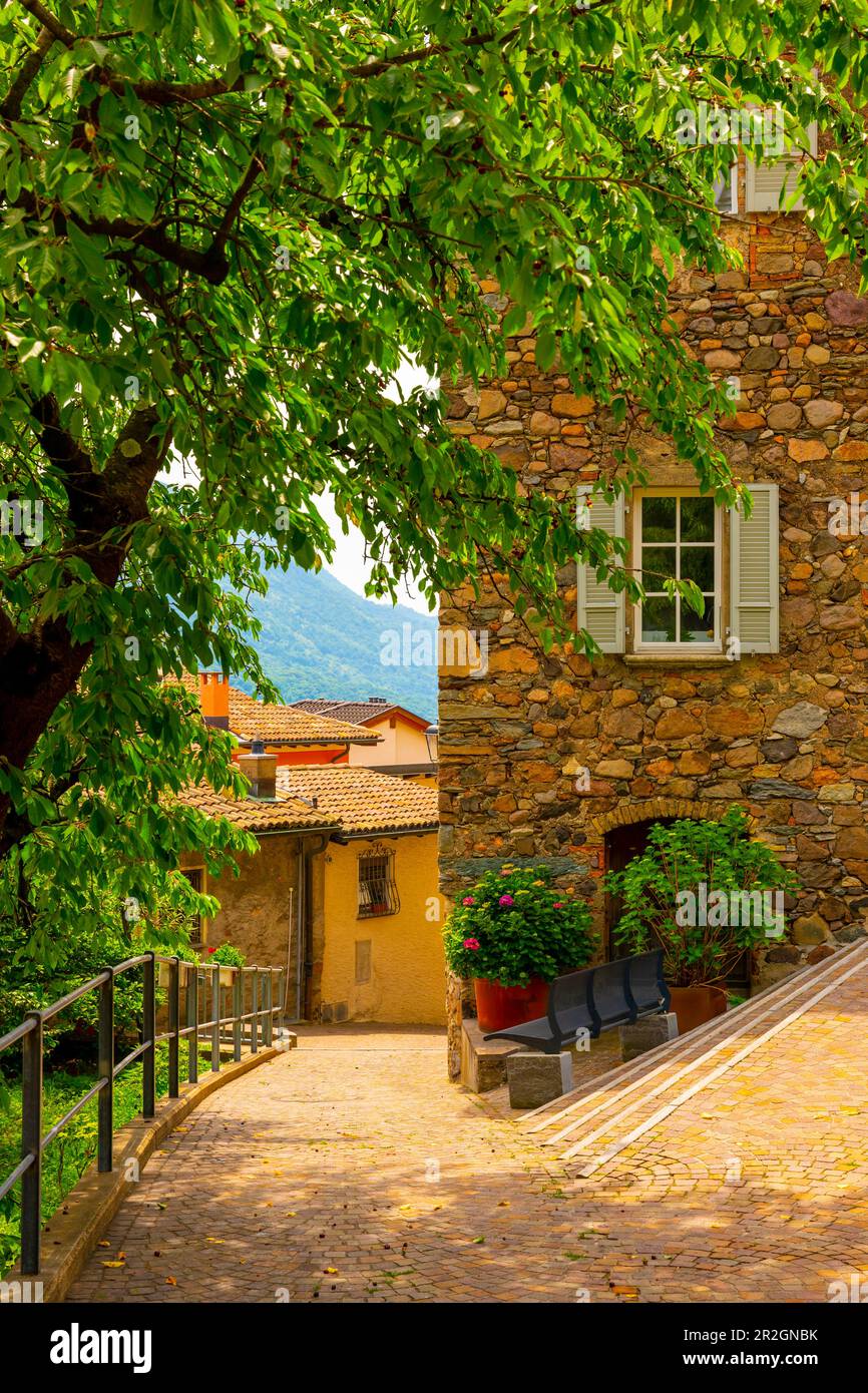 Rustic House with Cherry Tree in a Sunny Day in Vico Morcote, Ticino ...