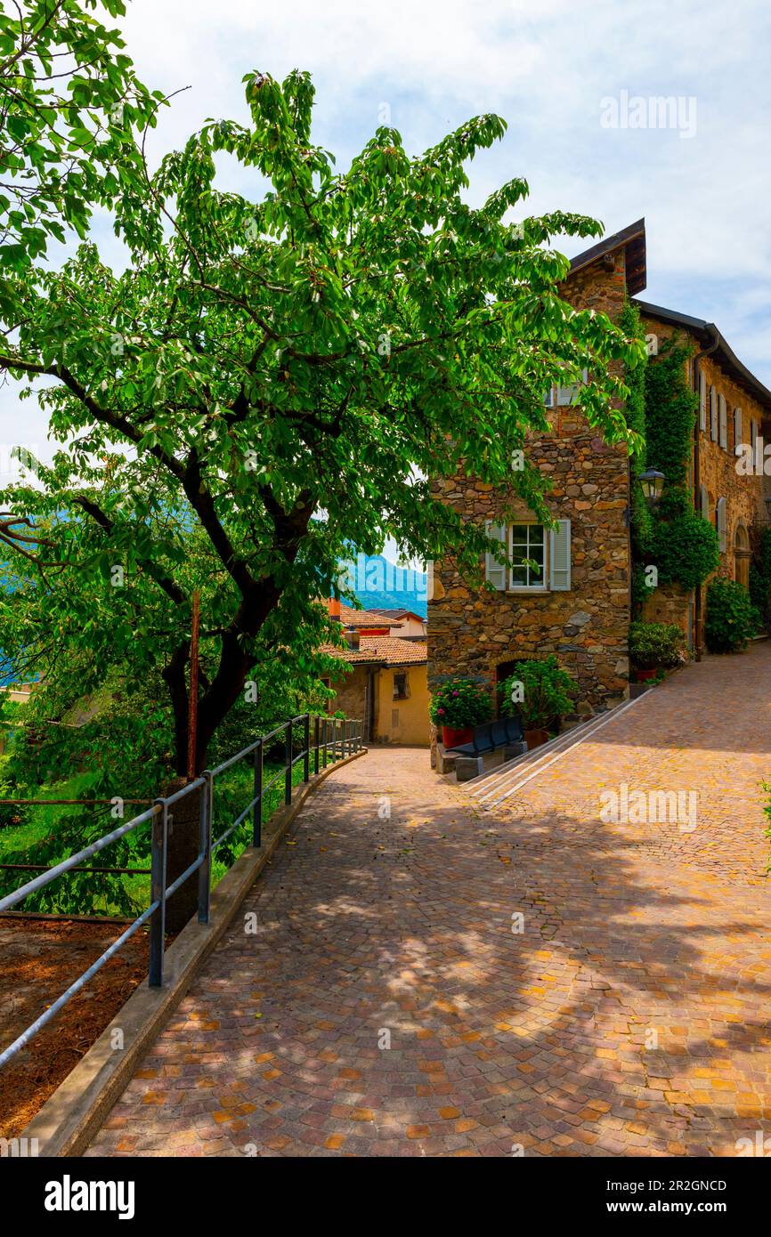 Rustic House with Cherry Tree in a Sunny Day in Vico Morcote, Ticino ...