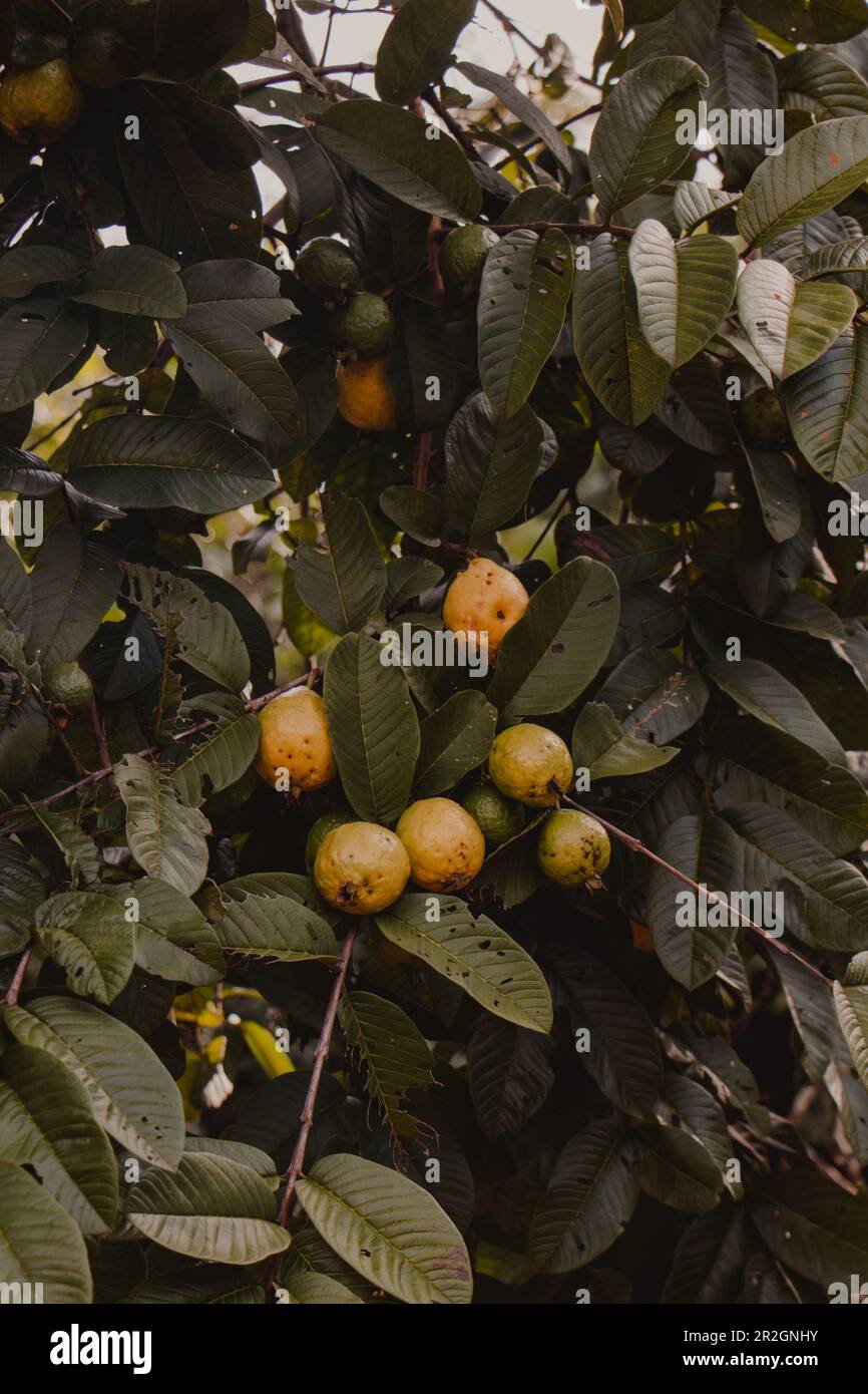 Guava tree hi-res stock photography and images - Alamy