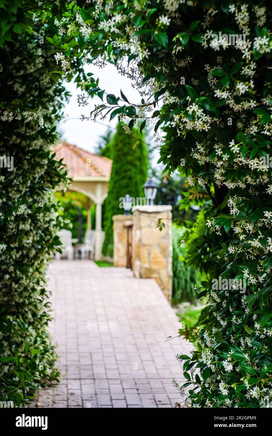 Arch garden with flowering Jasmine plant in summer day Stock Photo - Alamy