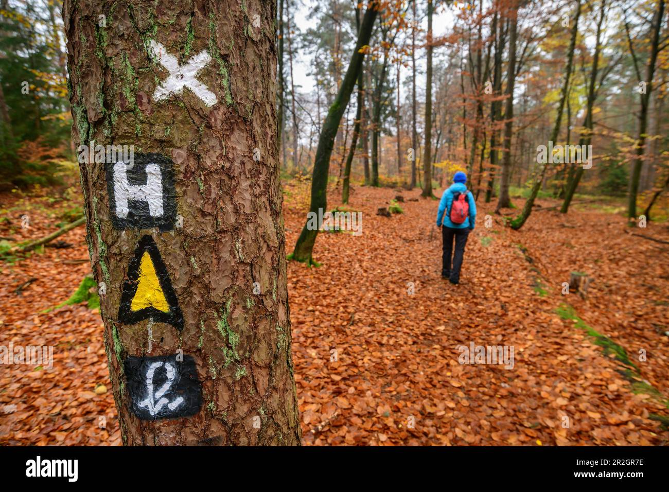 Woman hiking through autumn forest, signage Heidschnuckenweg in the ...