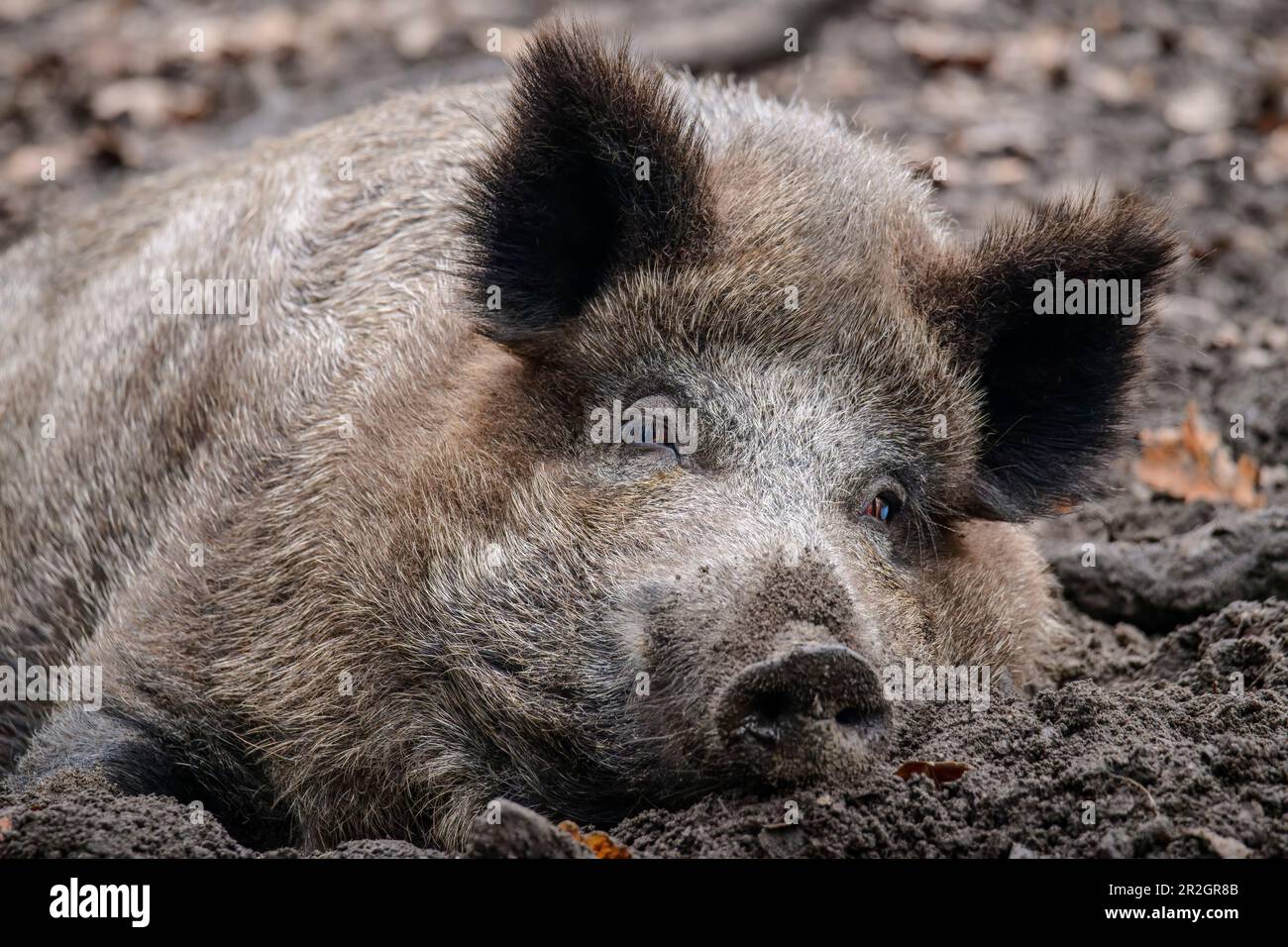 Wild boar wallows, wild boar, Sus scrofa, Mueden wildlife park ...