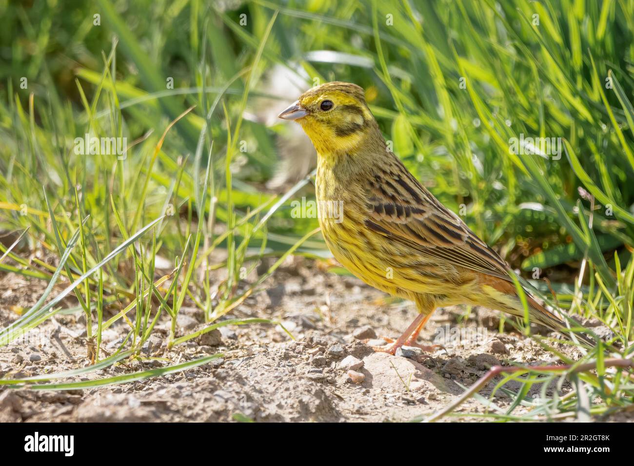 Yellowhammer uk feeder hi-res stock photography and images - Alamy