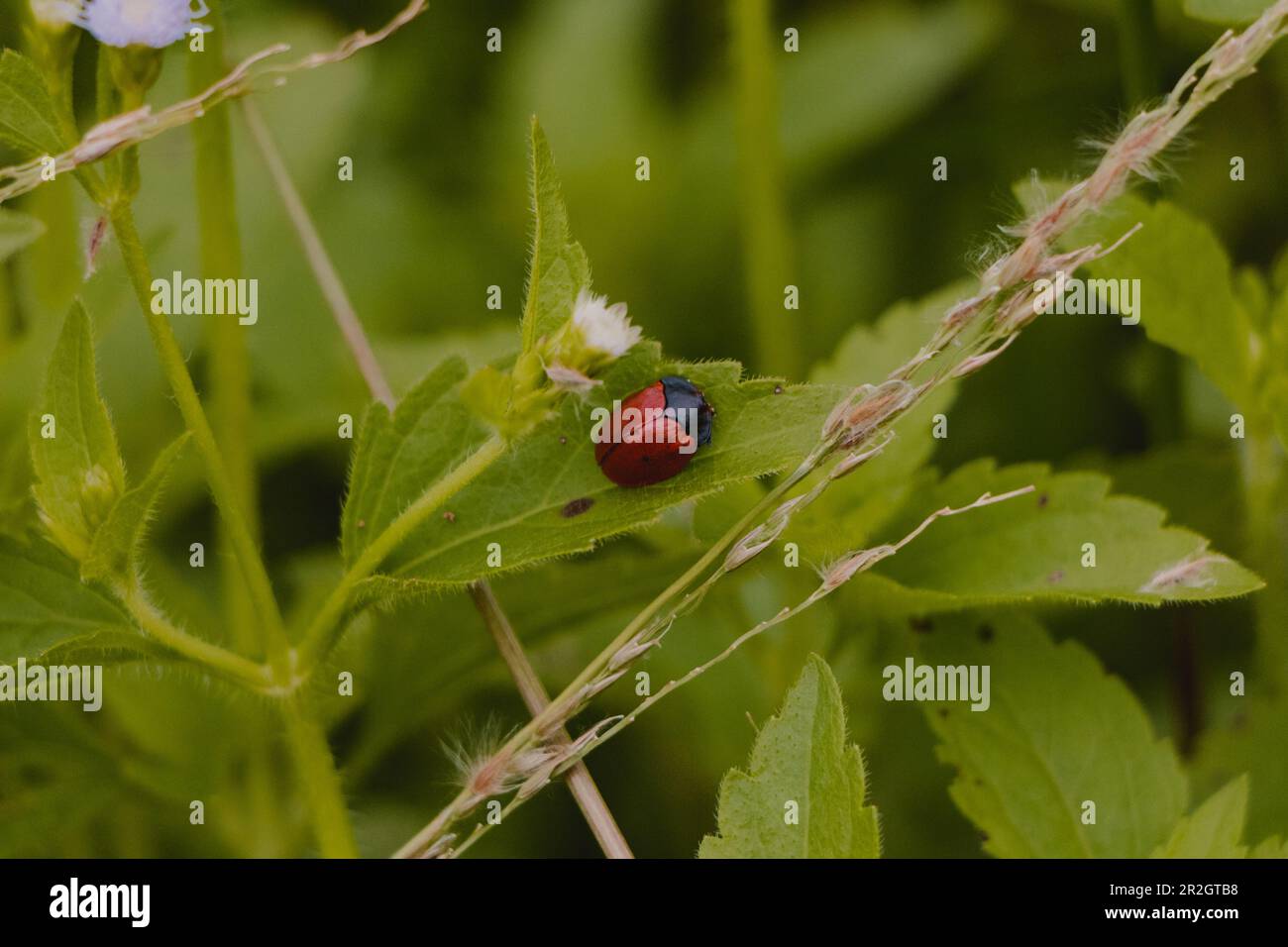 Ladybug insect hi-res stock photography and images - Alamy