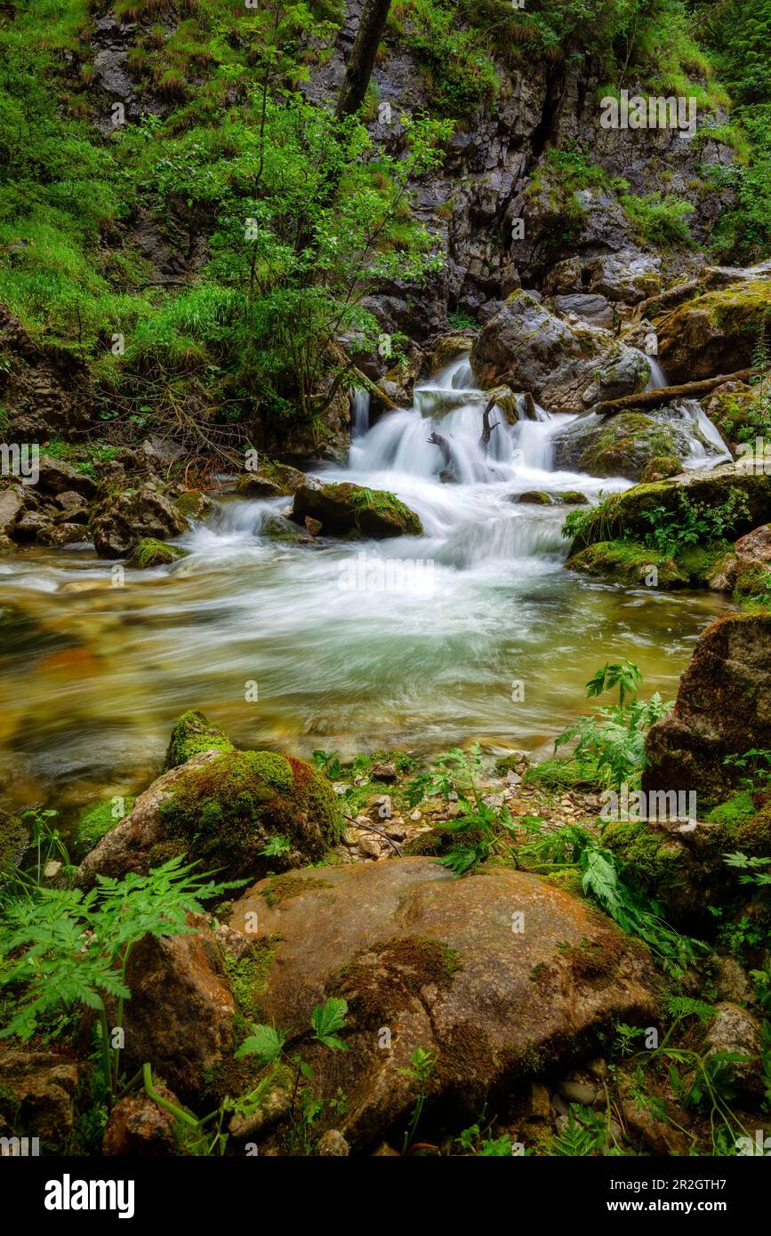 At the wildly romantic Kenzenbach in the Ammergau Alps, Halblech ...