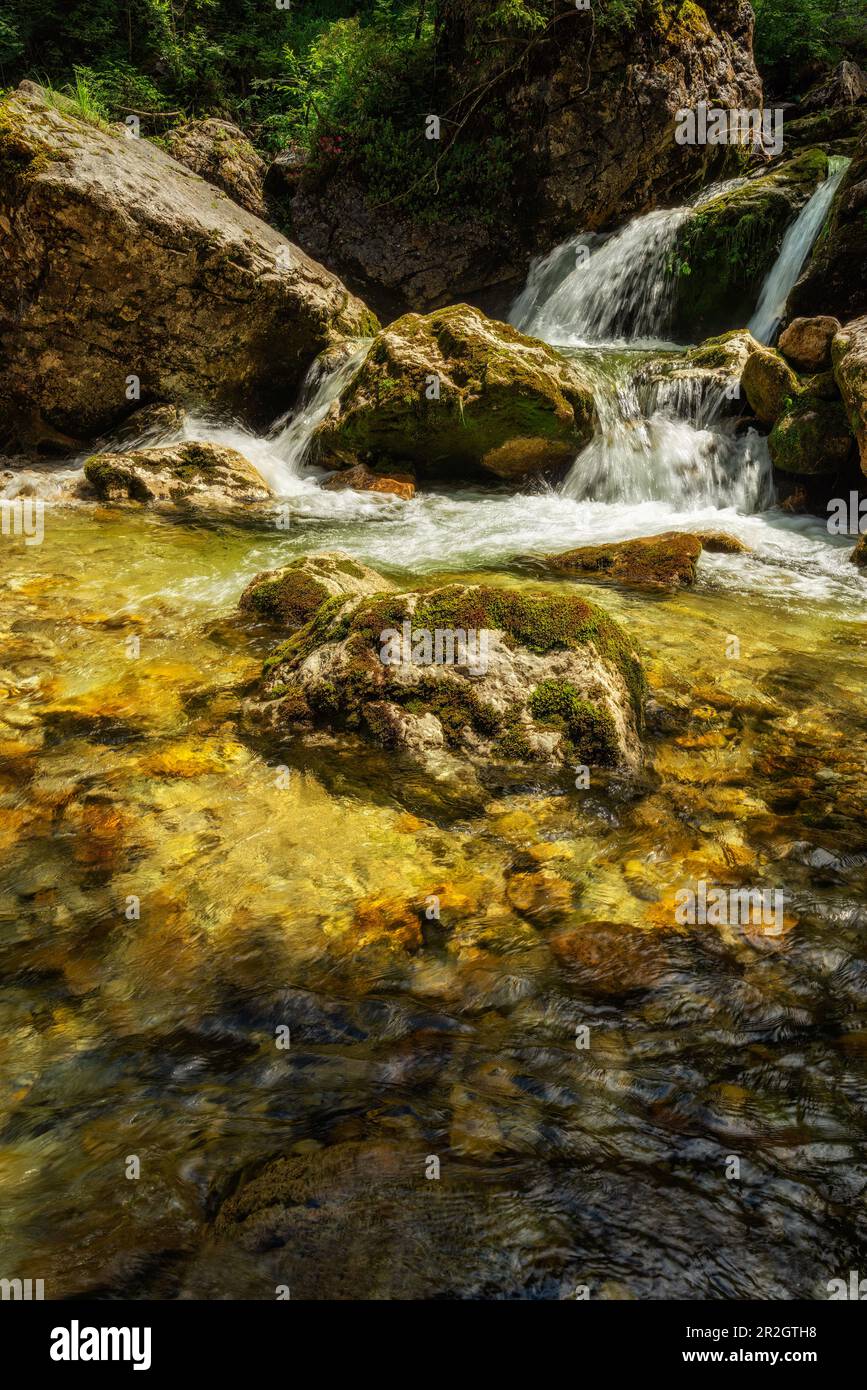 At the wildly romantic Kenzenbach in the Ammergau Alps, Halblech ...