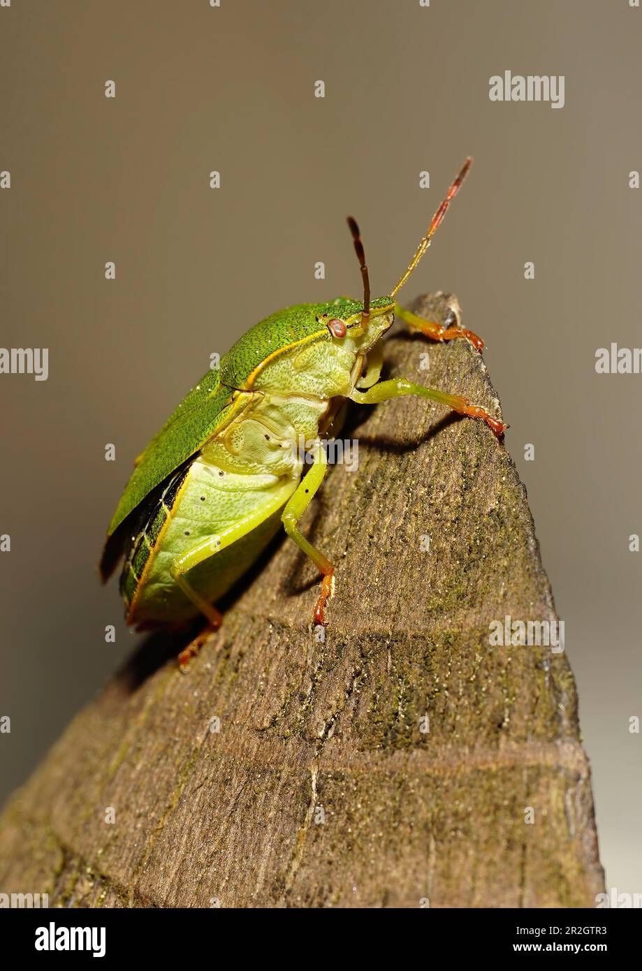 Bug spring hi-res stock photography and images - Alamy