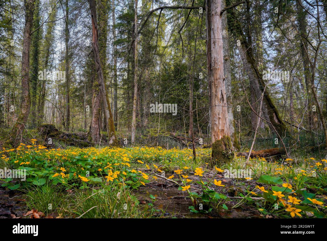 Yew forest germany hi-res stock photography and images - Alamy