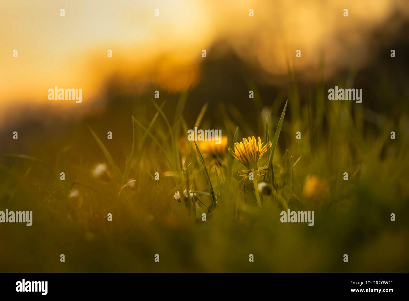 Dandelions in the evening light, Bavaria, Germany, Europe Stock Photo ...