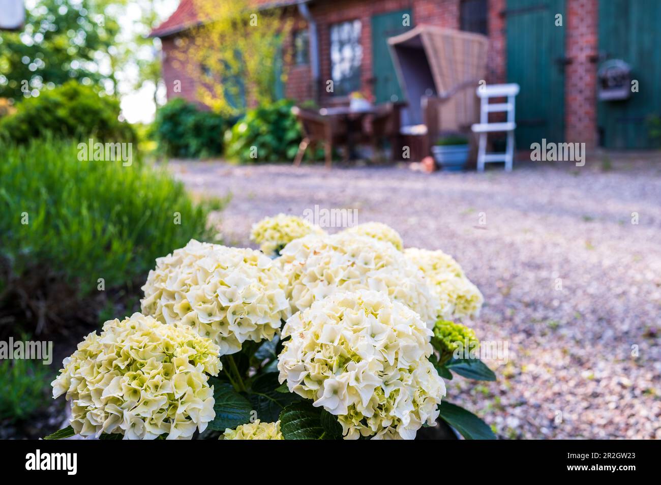 Hydrangeas in a rural courtyard, garden, flowers, country, style Stock ...