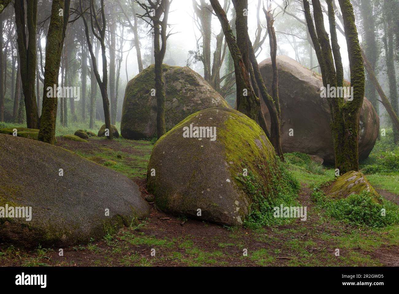 Mystical big granite rocks between trees in the fog, Serra de Sintra ...