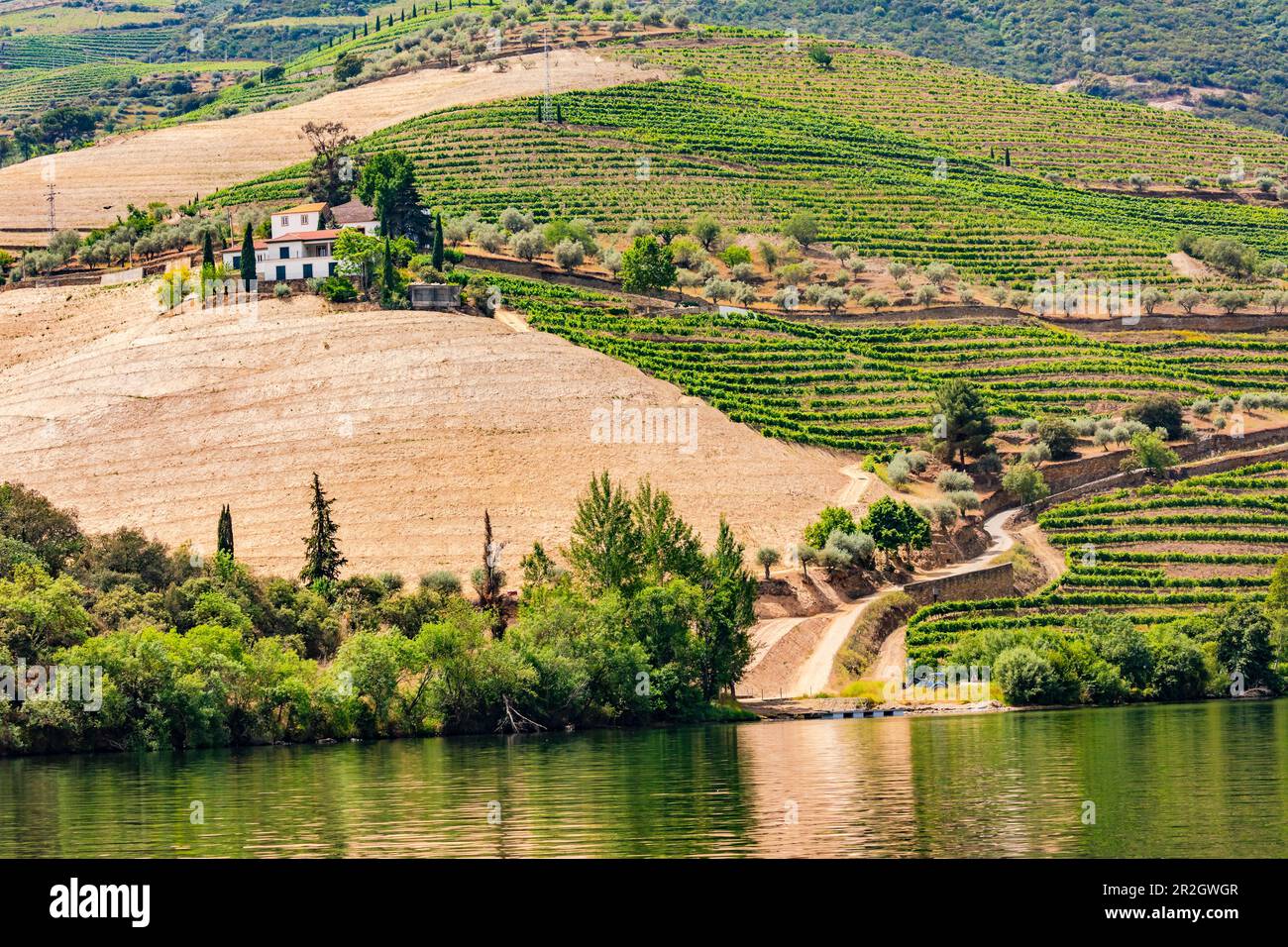 View of vineyards, wineries and olive trees of the Alto Douro on the ...