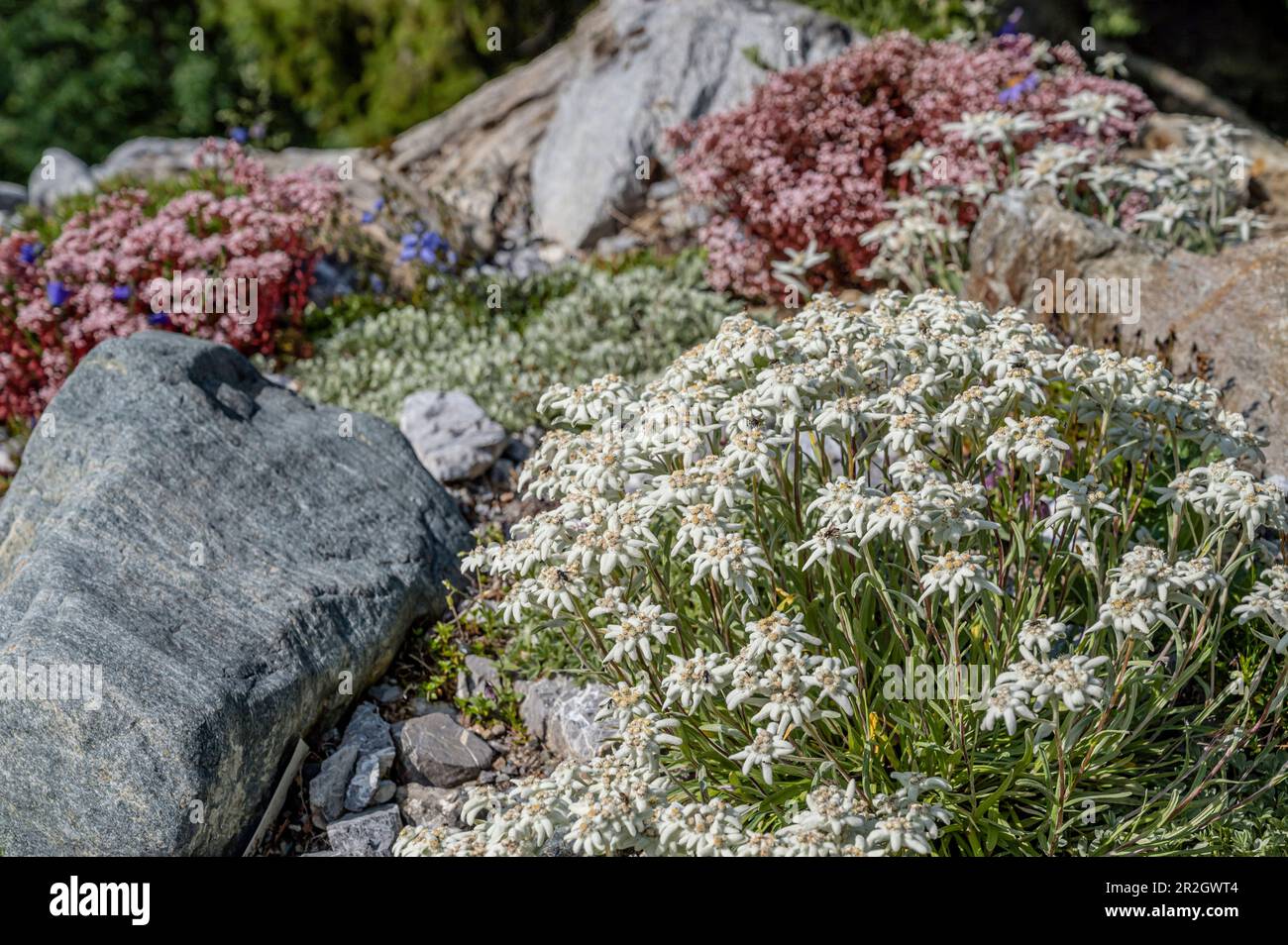 Flower of a Camellia Japonica, "Contessa Lavinia Maggi", Saxony ...