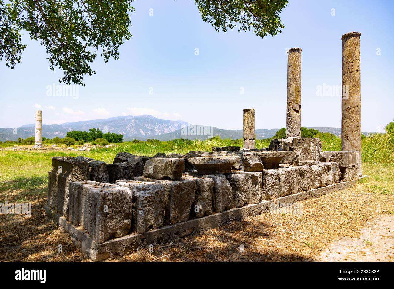 Heraion of Samos, view from South building. on large temple with column ...