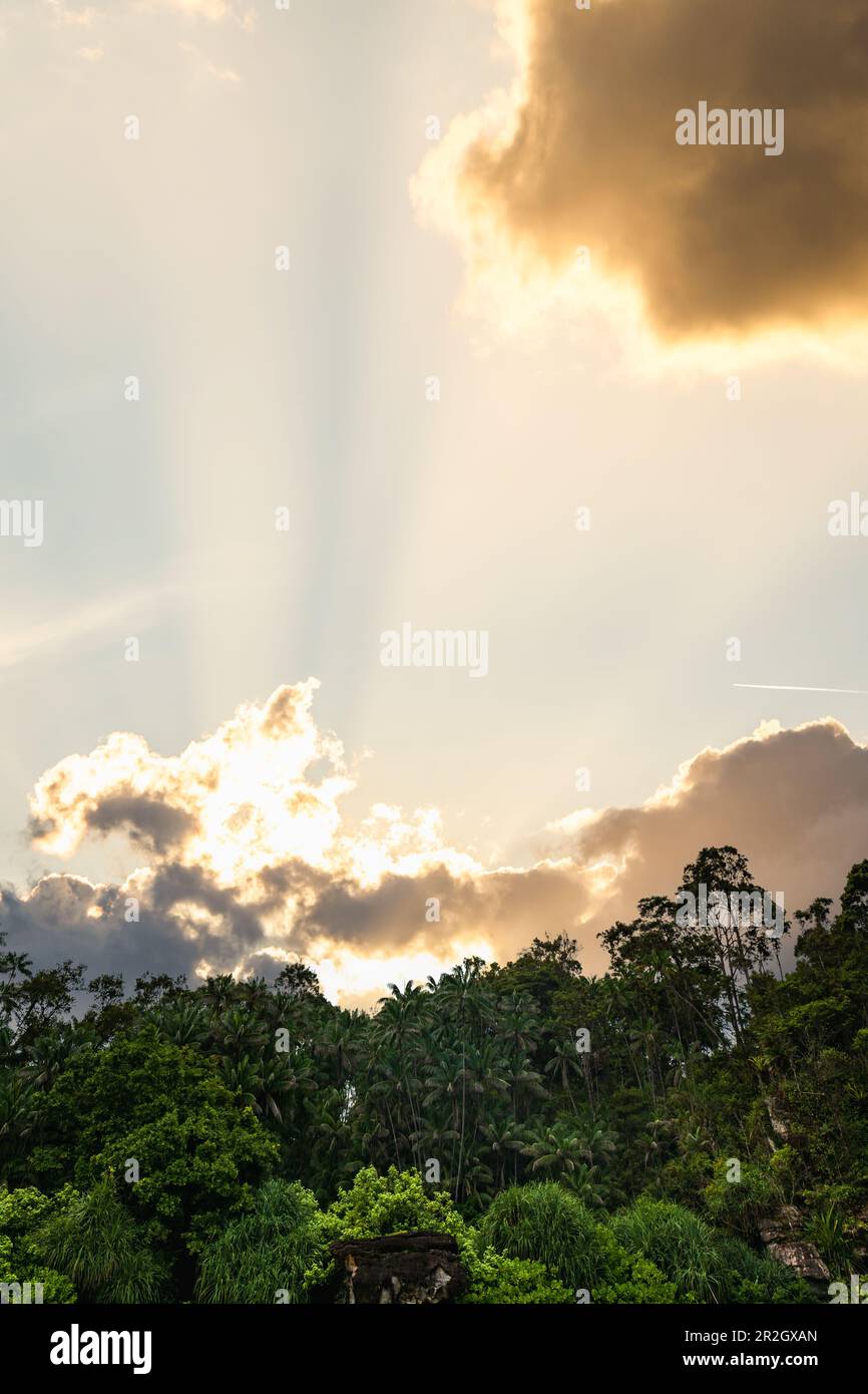 the rainforest jungle sunset or sunrise sky landscape in Borneo ...