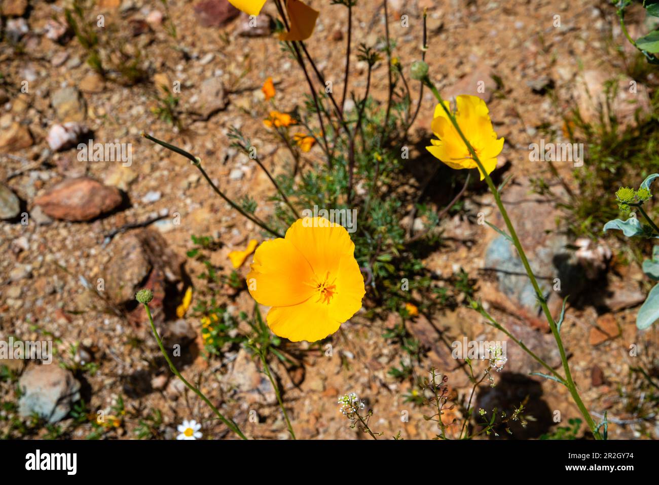 Arizona Poppy (Kallstroemia grandiflora). Spring wildflowers bloom in ...