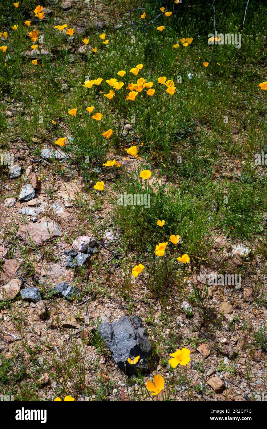 Arizona Poppy (Kallstroemia grandiflora). Spring wildflowers bloom in ...