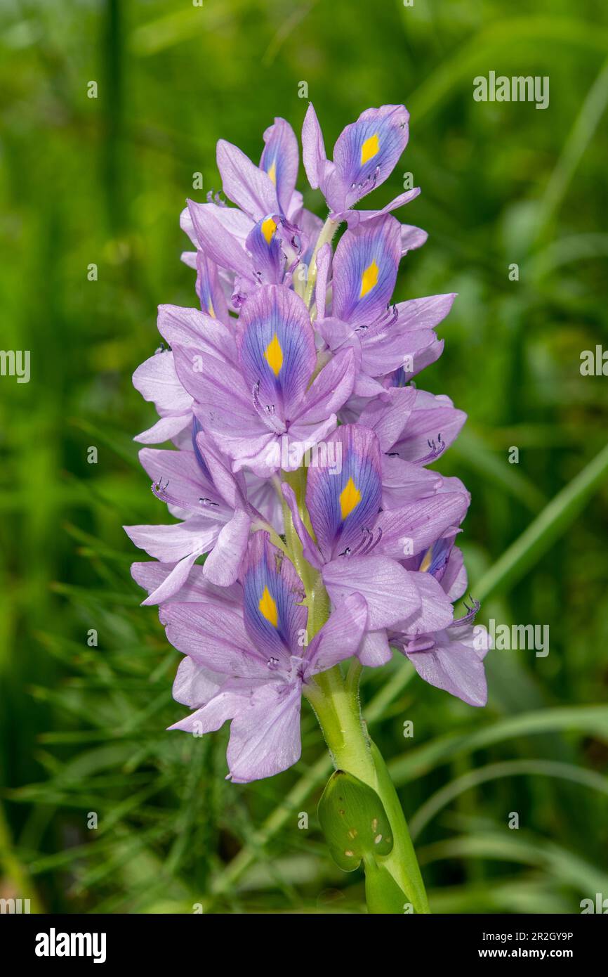 Flower of a free-floating water hyacinth, which is an exotic species ...