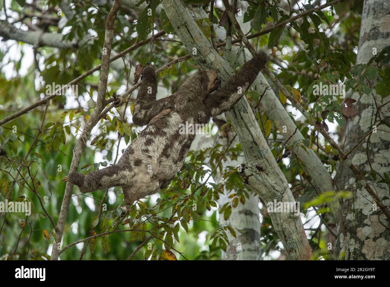 A brown-throated three-toed sloth (Bradypus variegatus) stretches while ...