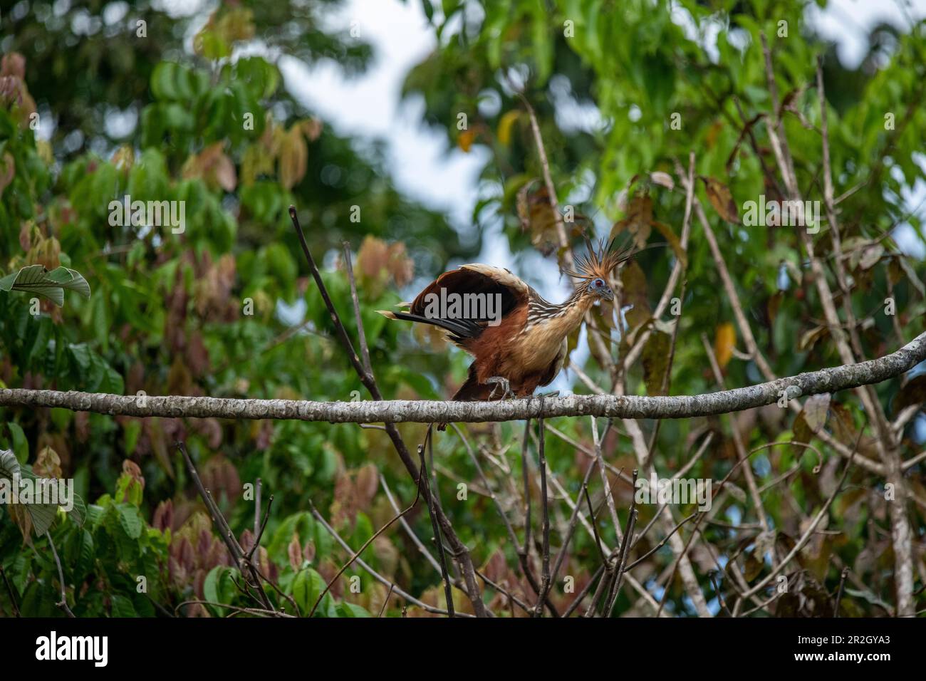 A hoatzin (Opisthocomus hoazin), also known as a reptile bird, stink ...