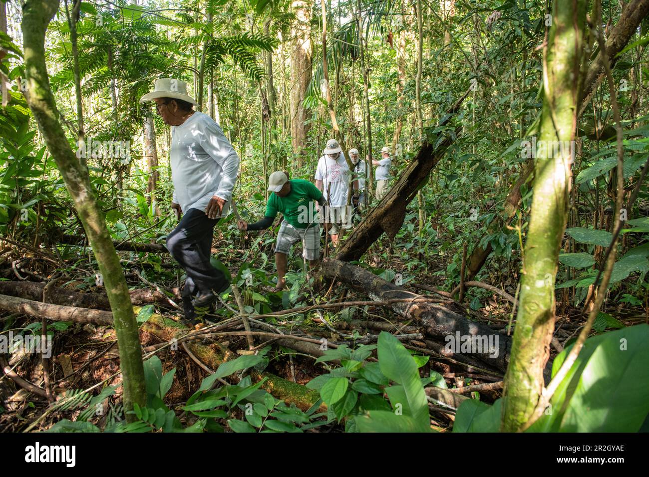 A Brazilian naturalist guide (wearing a straw hat) leads tourists ...