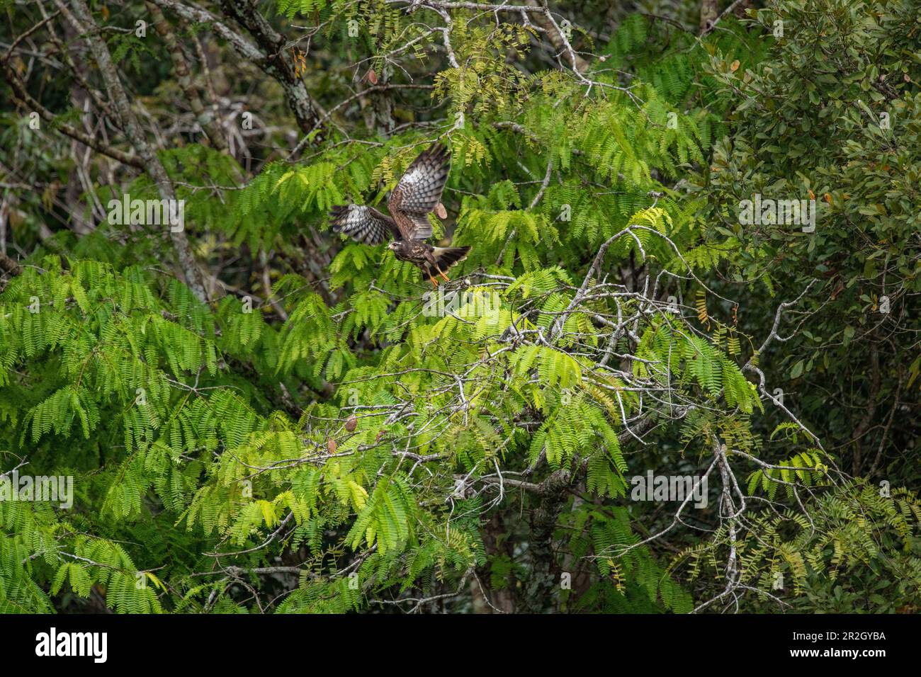 An immature great black hawk (Buteogallus urubitinga) flies from a ...