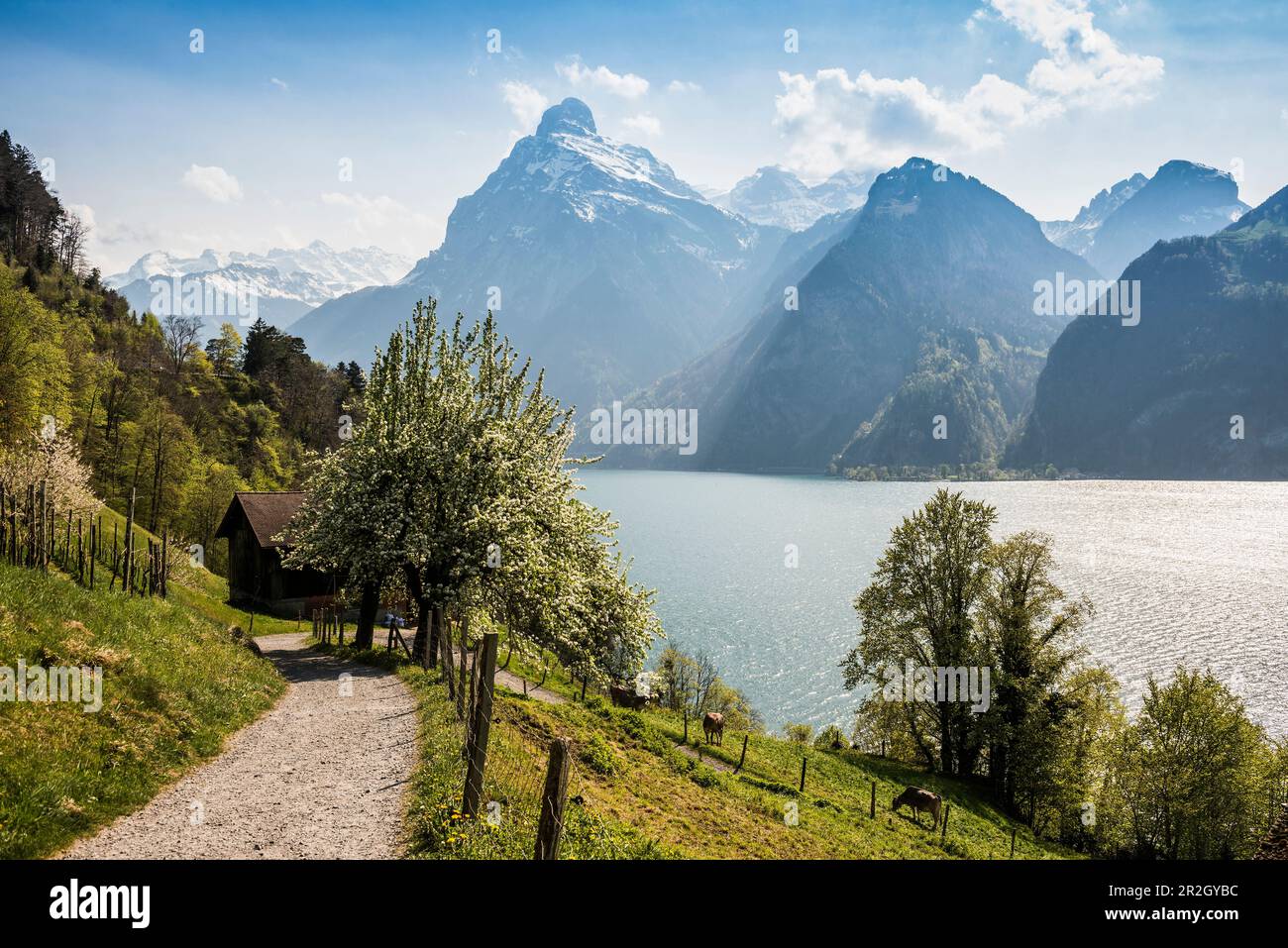Panorama with lake and mountains, Sisikon, Lake Lucerne, Uri Canton ...