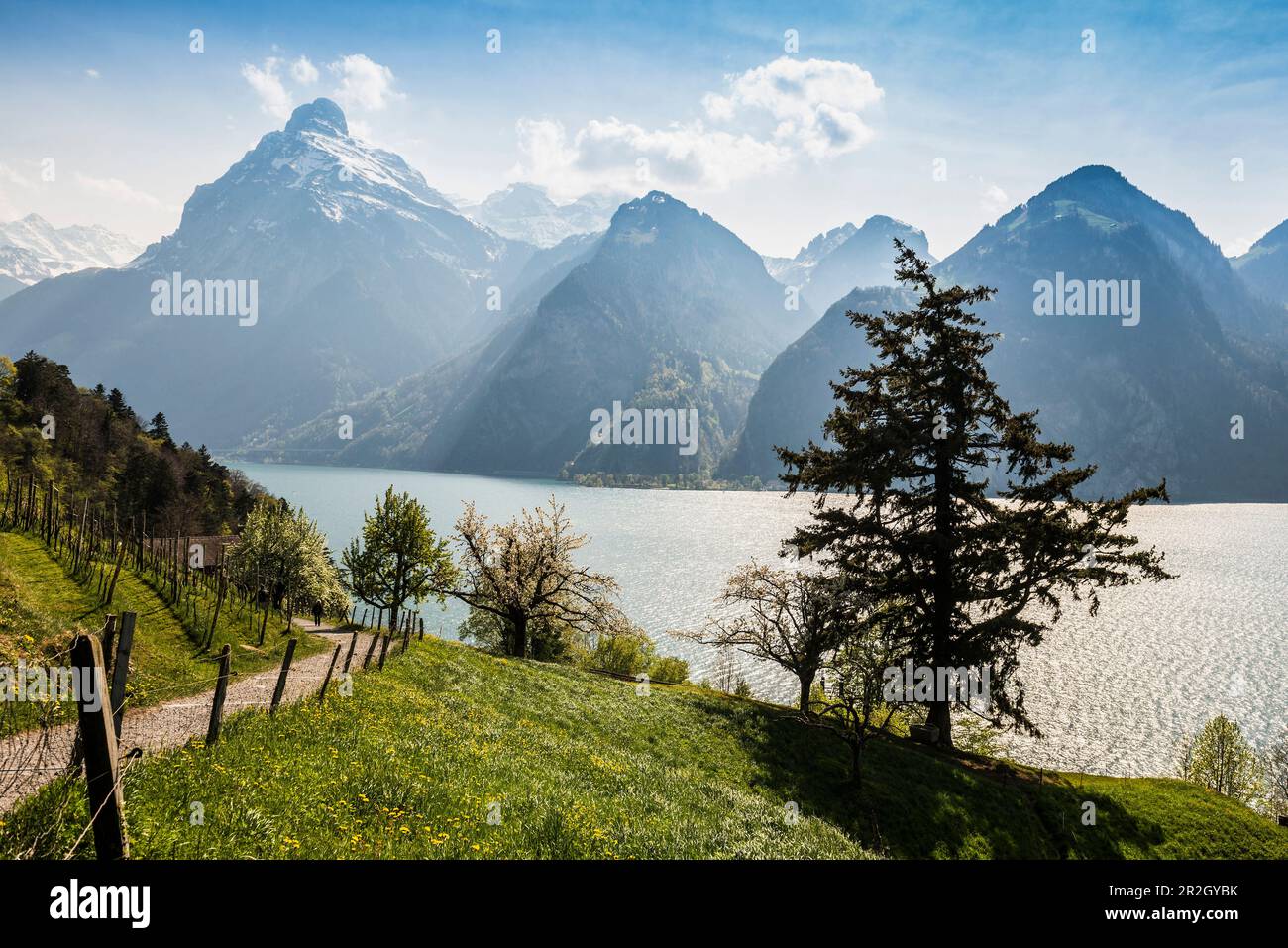 Panorama with lake and mountains, Sisikon, Lake Lucerne, Uri Canton ...