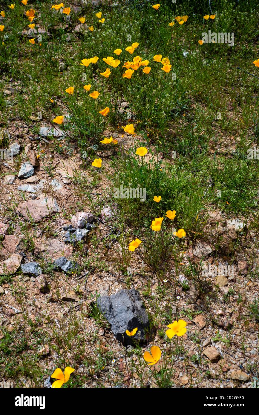 Arizona Poppy (Kallstroemia grandiflora). Spring wildflowers bloom in ...