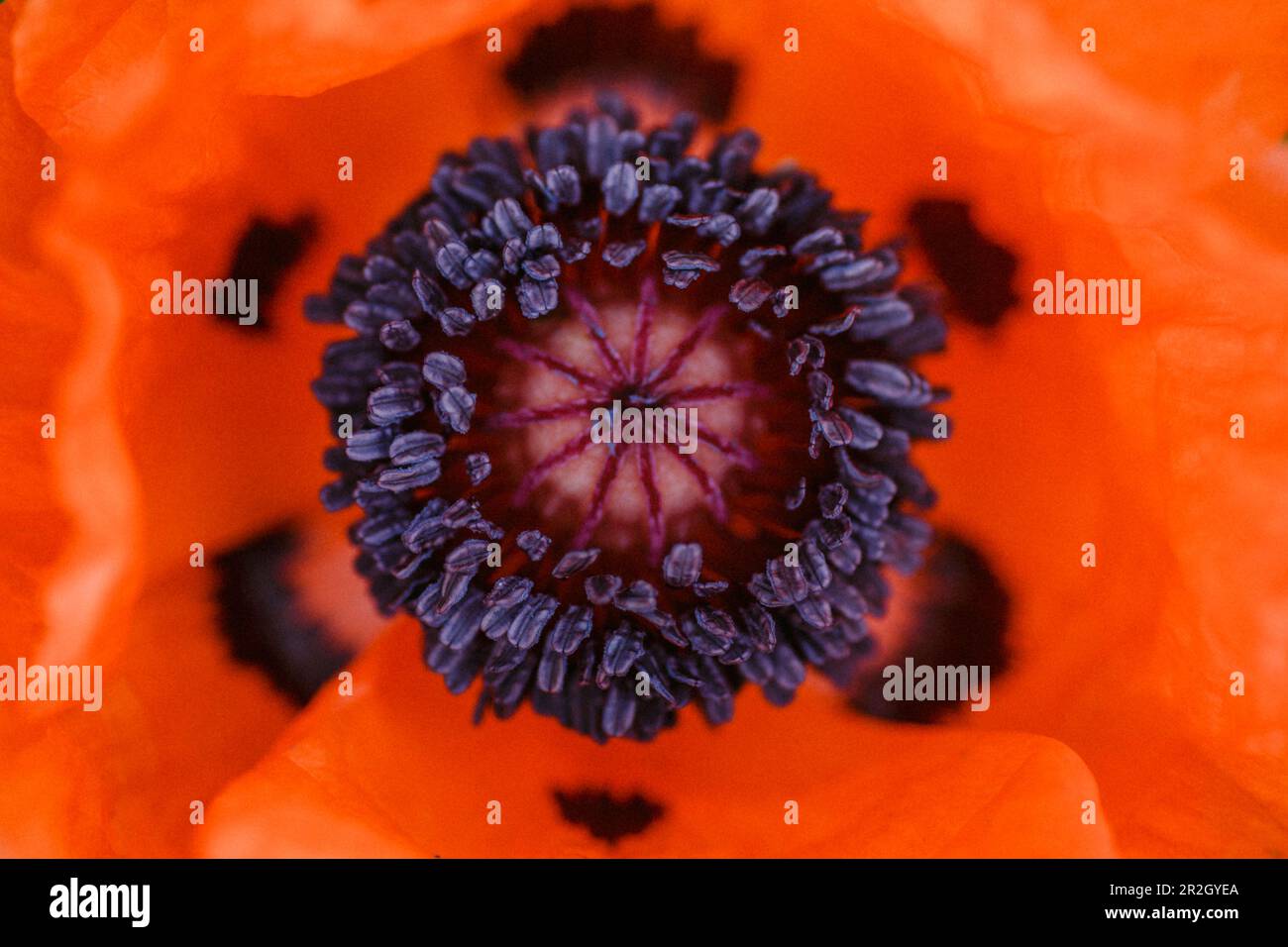 Turkish poppy hi-res stock photography and images - Alamy