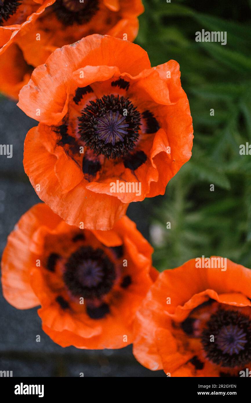 Turkish poppy, open flower, top view Stock Photo - Alamy