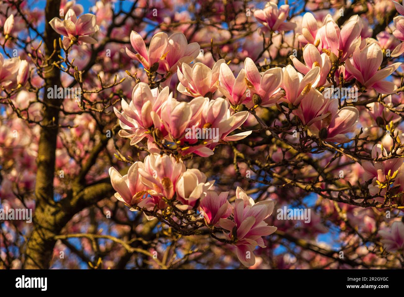 Magnolia tree in bloom, Speyer, Rhineland Palatinate, Germany, Europe ...