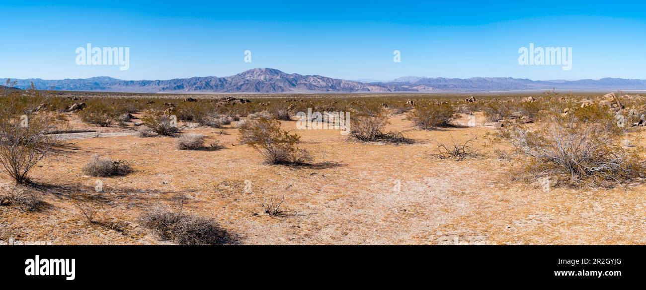 Pinto basin hi-res stock photography and images - Alamy