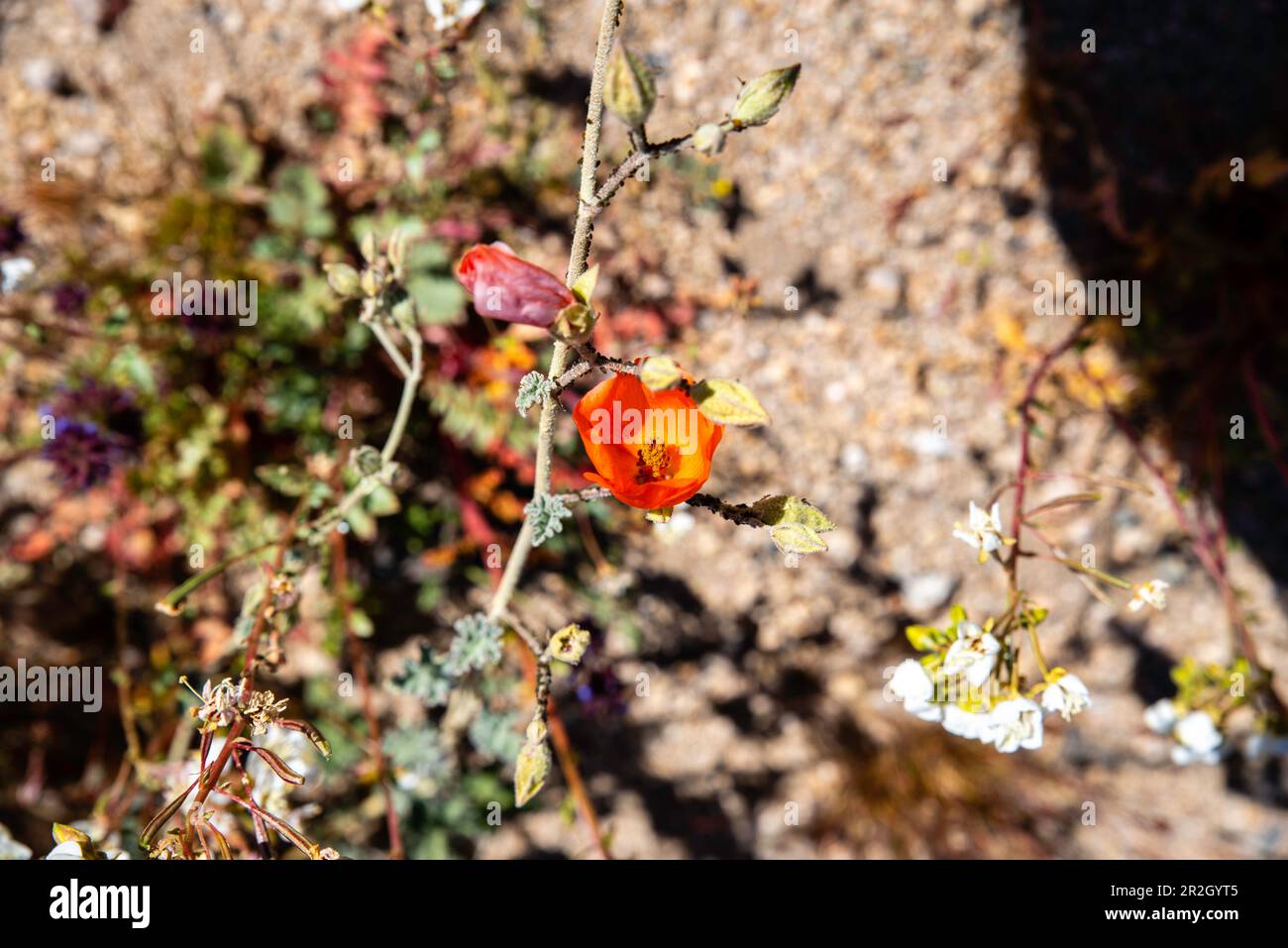 Desert Globemallow (Sphaeralcea ambigua). Spring wildflowers bloom in ...