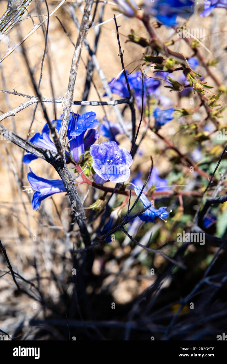 Desert Canterbury Bells (Phacelia campanularia) Spring wildflowers ...