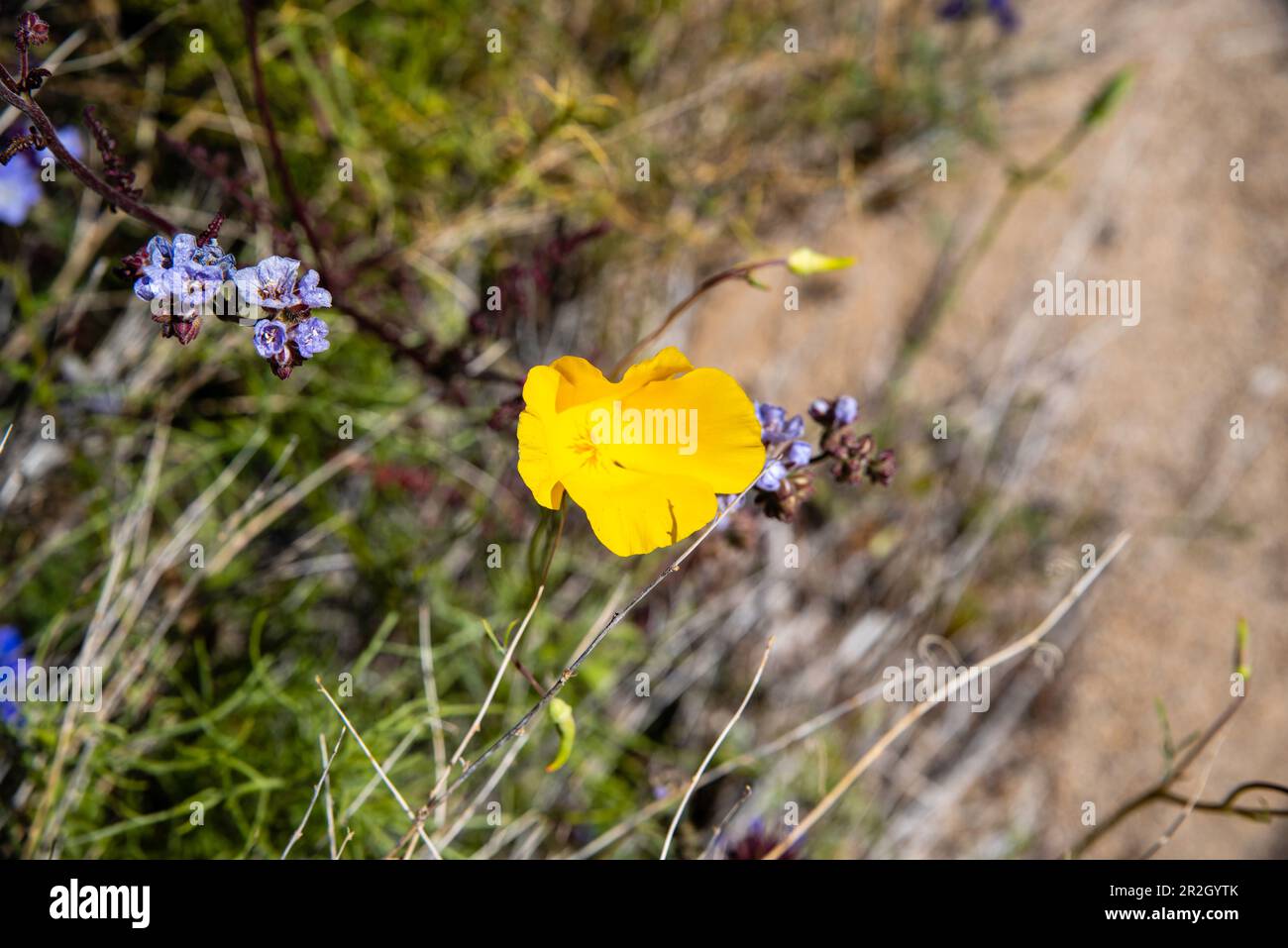 Mojave Poppy (Eschscholzia glyptosperma). Spring wildflowers bloom in ...