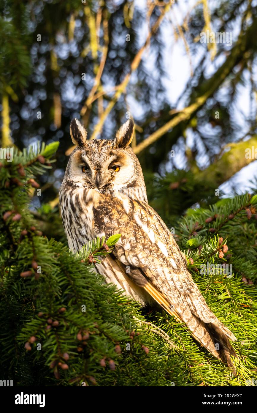 long-eared owl in a fir, portrait, bird, animals Stock Photo - Alamy