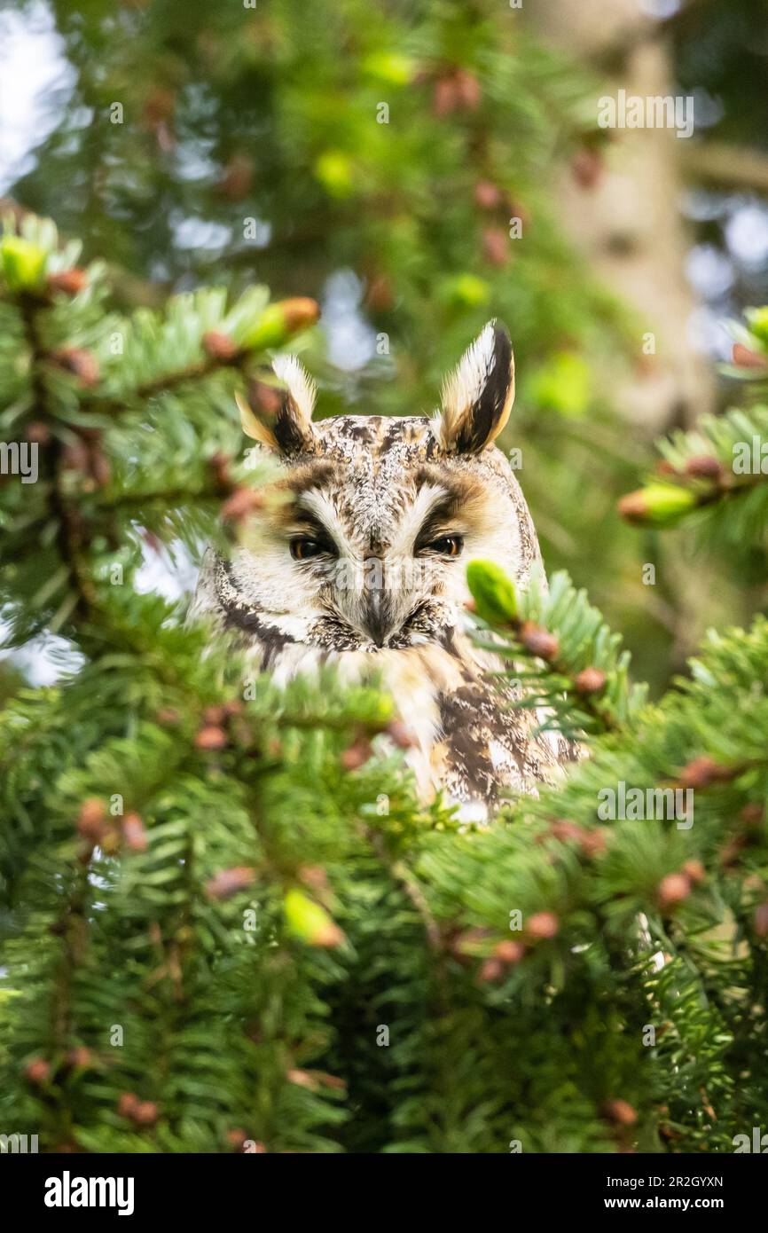 long-eared owl, looking through a fir, portrait, bird, animals Stock ...