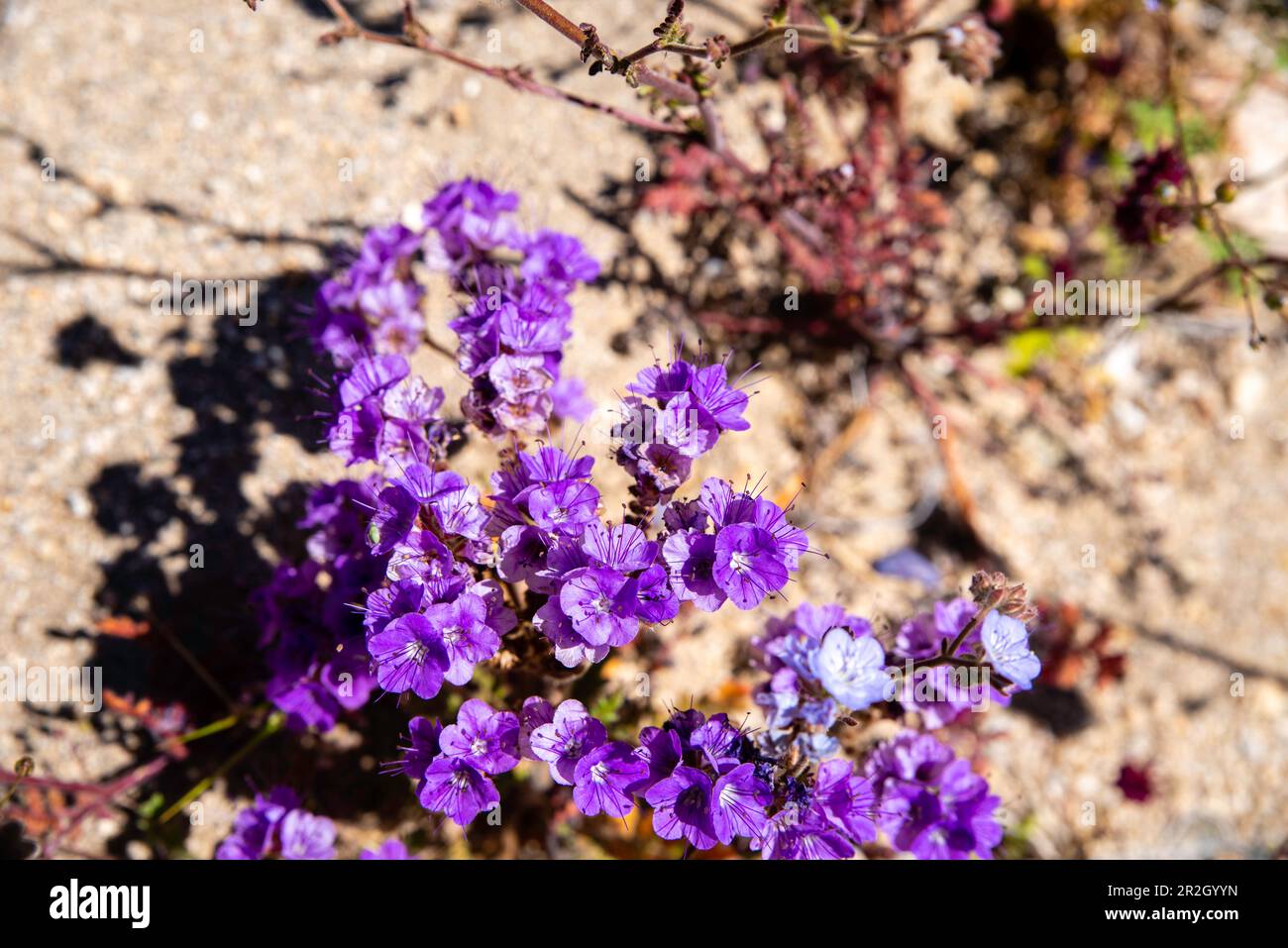 Blue Phacelia, Wild Heliotrope, Scorpionweed (Phacelia distans). Spring ...
