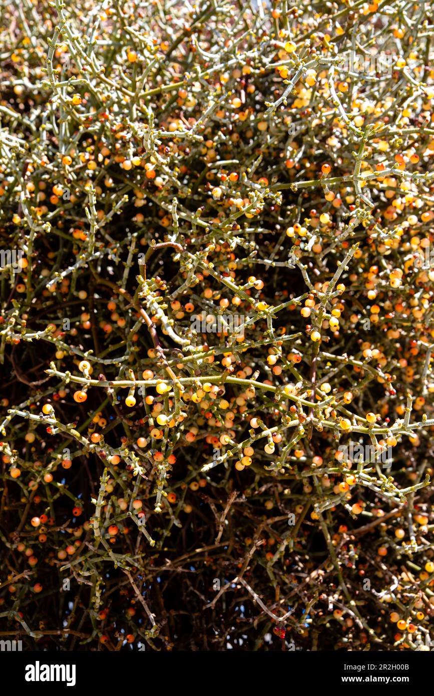 Blue Palo Verde fruit (Parkinsonia florida). Spring wildflowers bloom ...