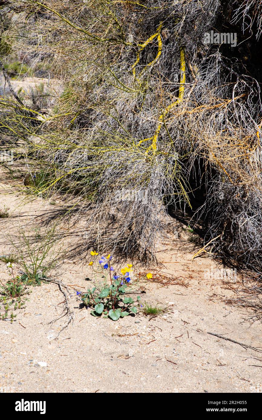 Spring wildflowers bloom in the desert, Joshua Tree National Park ...