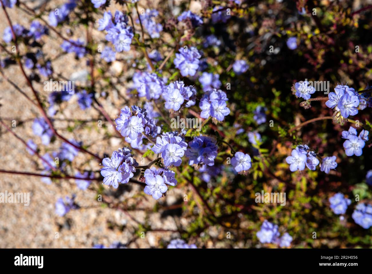 Blue Phacelia, Wild Heliotrope, Scorpionweed (Phacelia distans). Spring ...