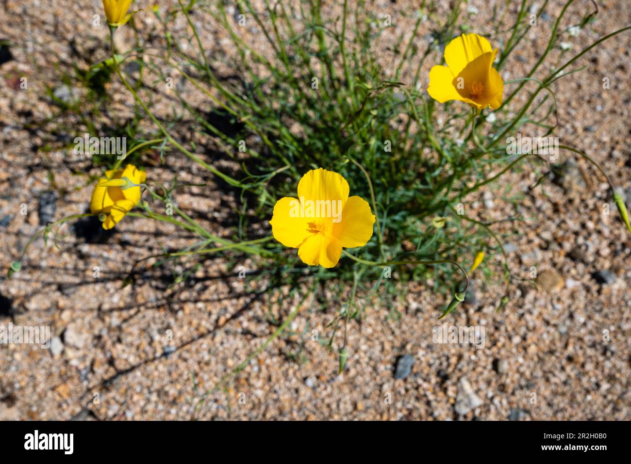 Mojave Poppy (Eschscholzia glyptosperma). Spring wildflowers bloom in ...