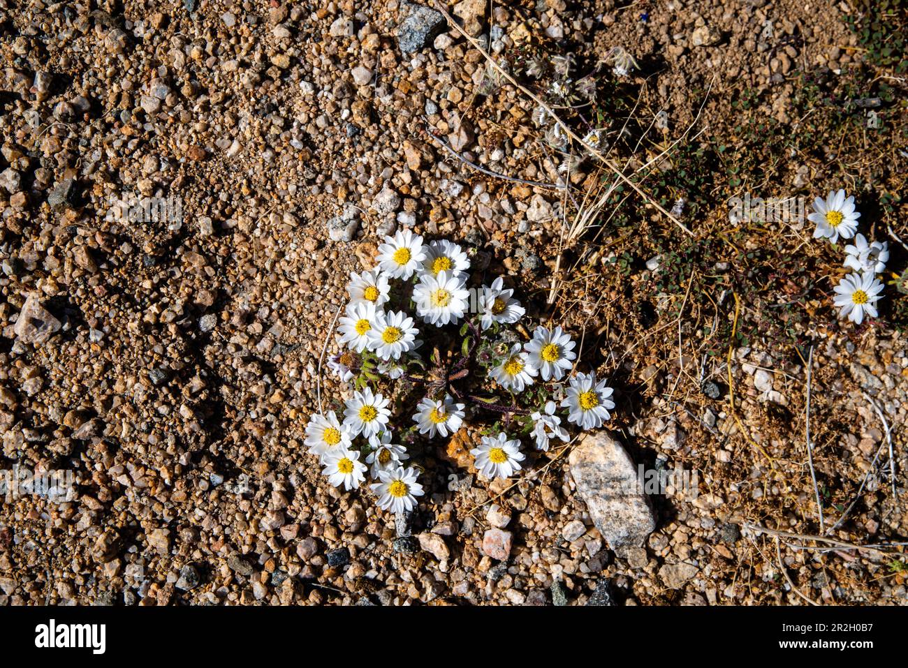 White Desert Star (Monoptilon bellioides). Spring wildflowers bloom in ...