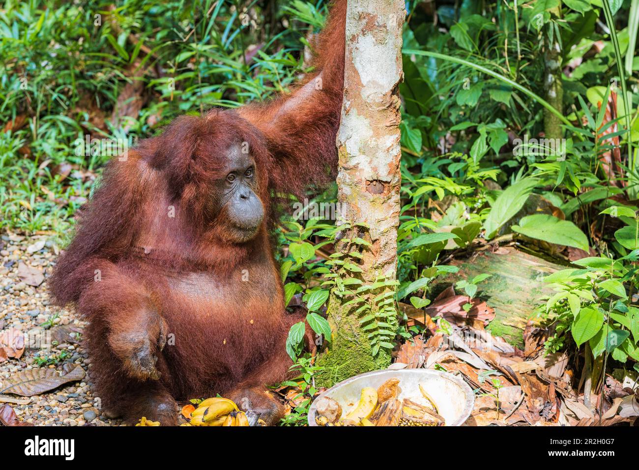 Bornean Orangutan, Pongo pygmaeus in Latin name, semi wild orangutan in ...