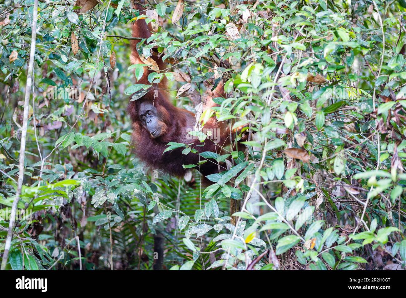 Bornean Orangutan, Pongo pygmaeus in Latin name, semi wild orangutan in ...